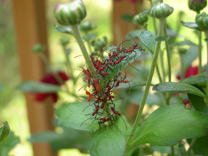 Rode Insecten Op Installatie Stock Afbeelding - Image of groen, team ...