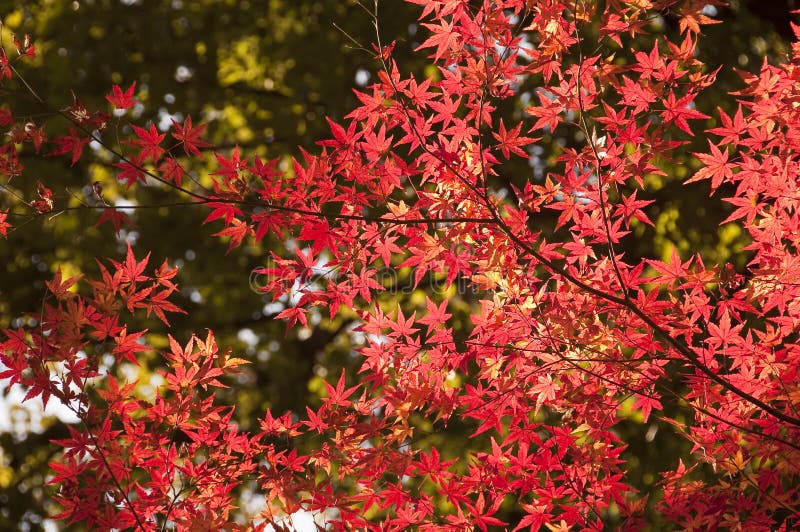 Rode Japanse esdoornboom stock afbeelding. Afbeelding bestaande uit ...