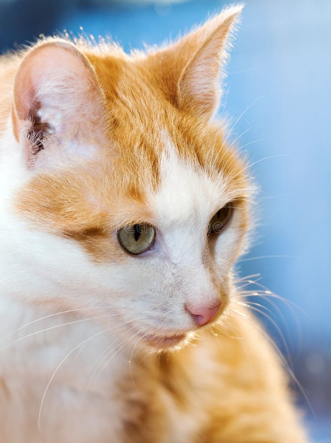 Rode kat stock afbeelding. Image of hemel, katachtig - 10648951