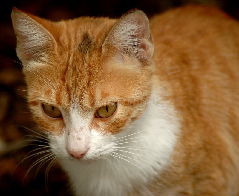 Rode kat stock afbeelding. Image of huisdieren, huisdier - 1642339