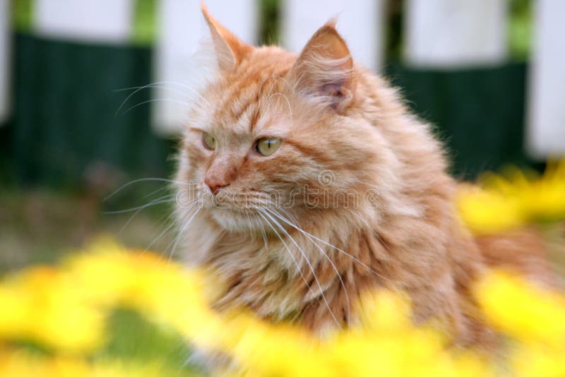 Rode kat stock afbeelding. Image of snuit, aandacht, lang - 4036395