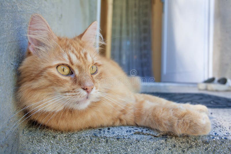 Rode kat stock foto. Image of gezicht, stel, poten, deur - 42908536