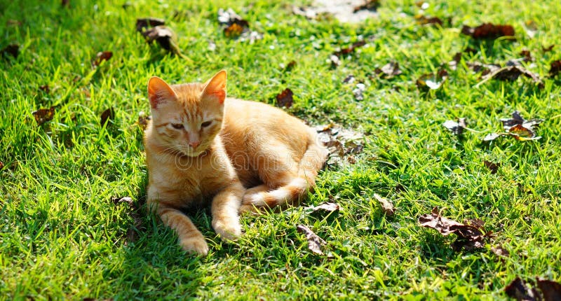 Rode kat stock foto. Image of groen, huisdier, gras, zitting - 43838250