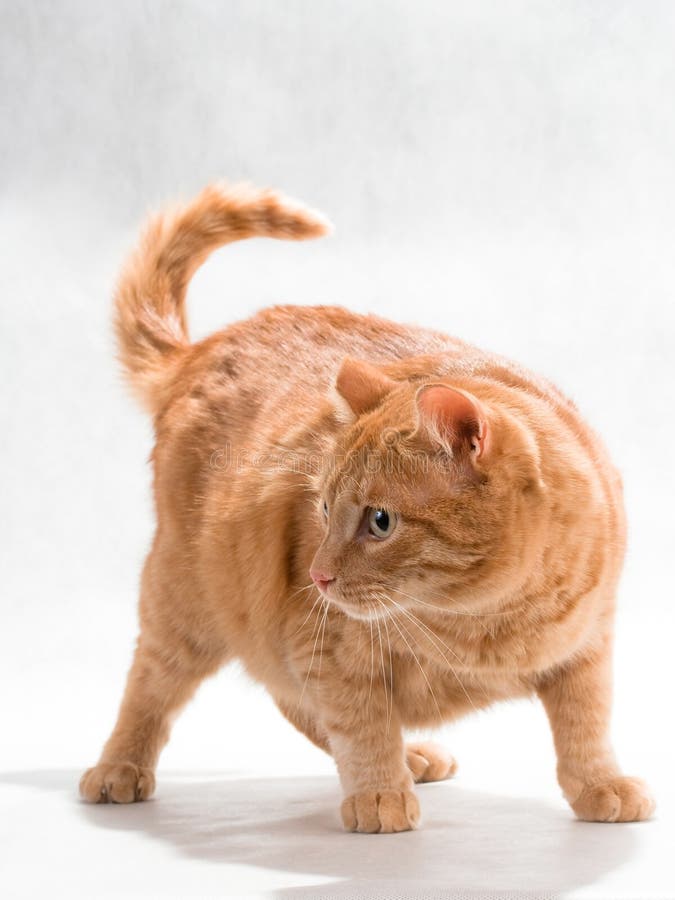 Rode Kat stock foto. Image of uitziend, zacht, zitting - 8793026