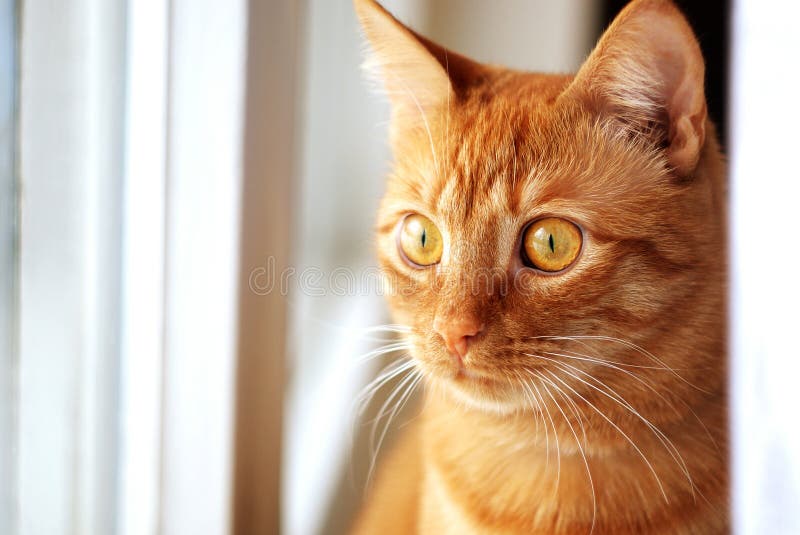 Rode Kat bij het venster stock afbeelding. Image of huisdier - 19191813