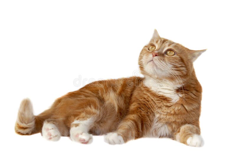 Rode kat met oranje ogen stock afbeelding. Image of rood - 7127173