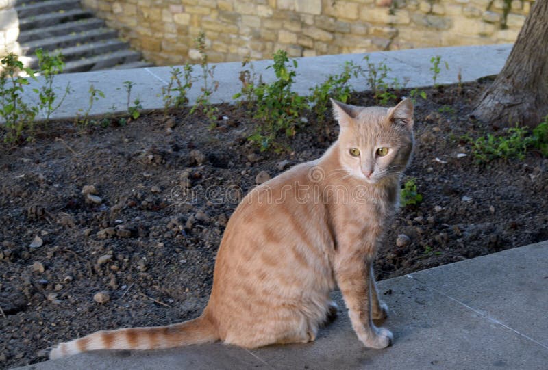 Rode kat op een straat stock foto. Image of portret - 104307728