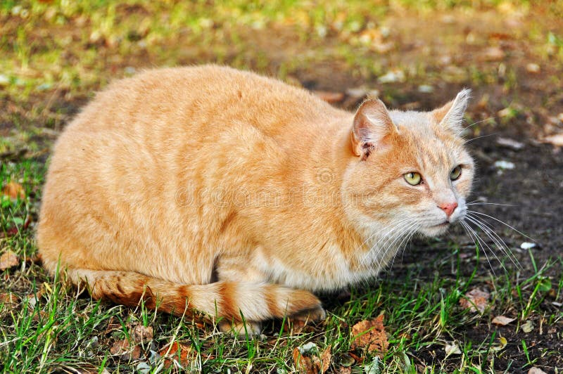 Rode kat, zandkleur stock foto. Image of hoofd, één, stad - 46388864