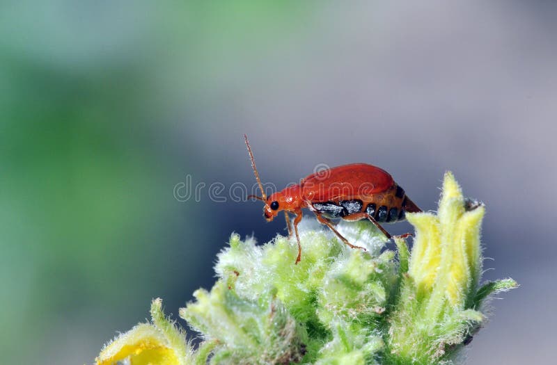 Kleine rode kevers. stock afbeelding. Afbeelding bestaande uit macro ...