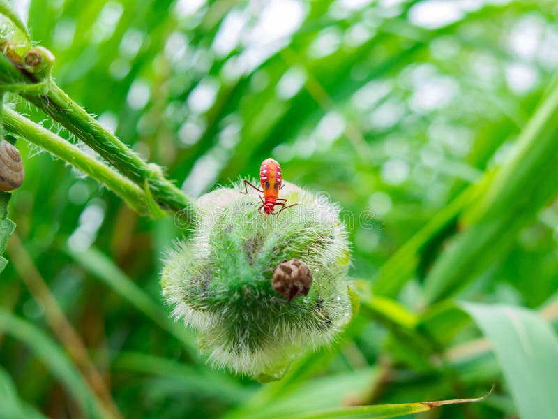 Rode kever stock foto. Image of mijnbouw, kruipen, rood - 54575556