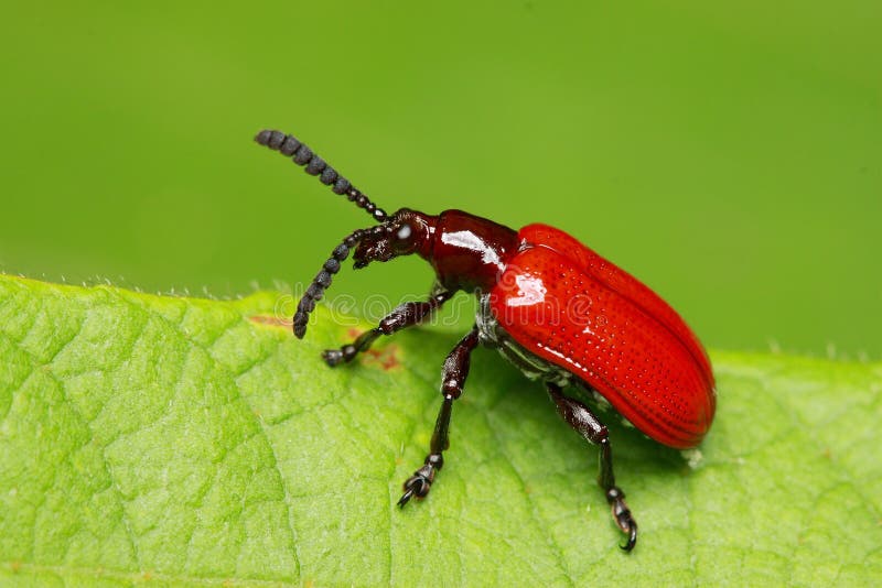 Rode Kever stock foto. Image of onzelieveheersbeestje - 6419894