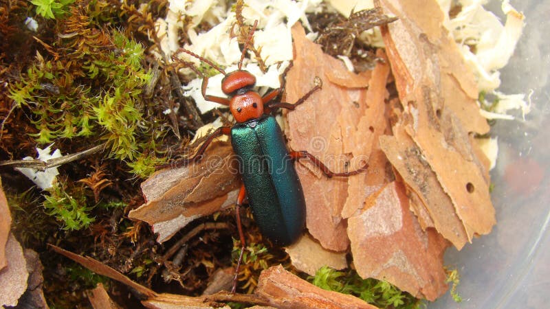 Rode Kever Als Huisdier | Insect Stock Foto - Image of paring, kinderen ...