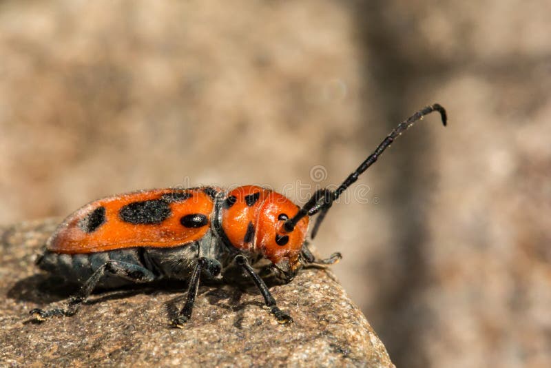 Giftige Rode Kever Met Zwarte Vlekken Stock Foto - Image of zwart ...
