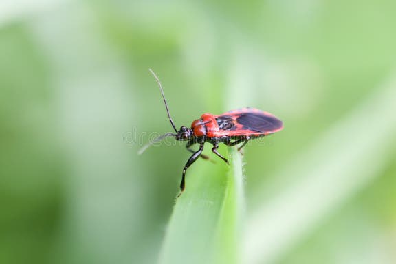 Rode kever op blad stock foto. Image of vlieg, rood, kever - 73571156