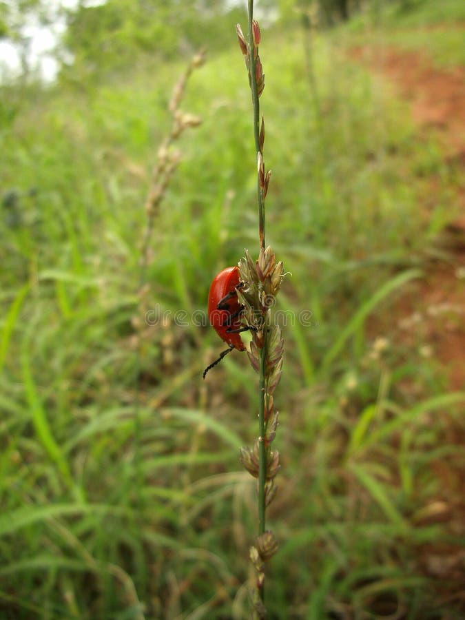 Rode Kever Op Installatie in Swasiland Stock Foto - Image of afrika ...