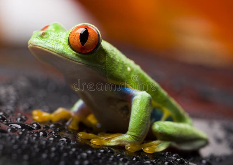 Rode kikker stock foto. Image of uitsterven, klimaat, fauna - 2103690