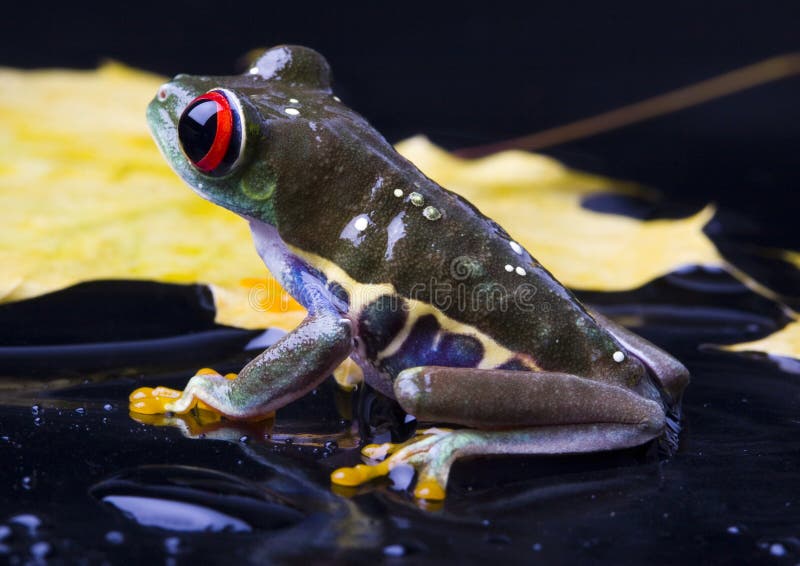 Rode kikker stock foto. Image of blad, rood, kikkers, kleur - 2190578