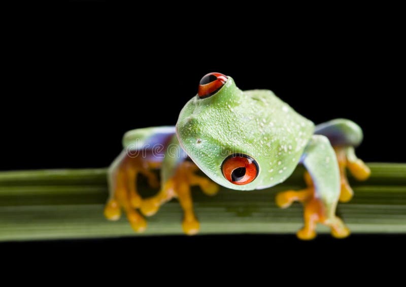 Rode kikker stock foto. Image of kijk, sinaasappel, ogen - 2395856
