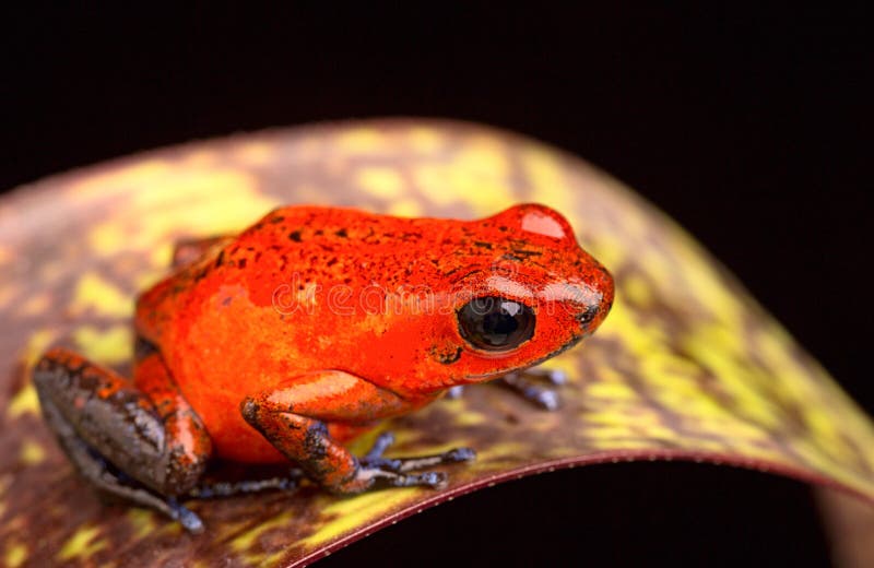 Pijlgifkikker stock afbeelding. Image of nave, klimaat - 3155261