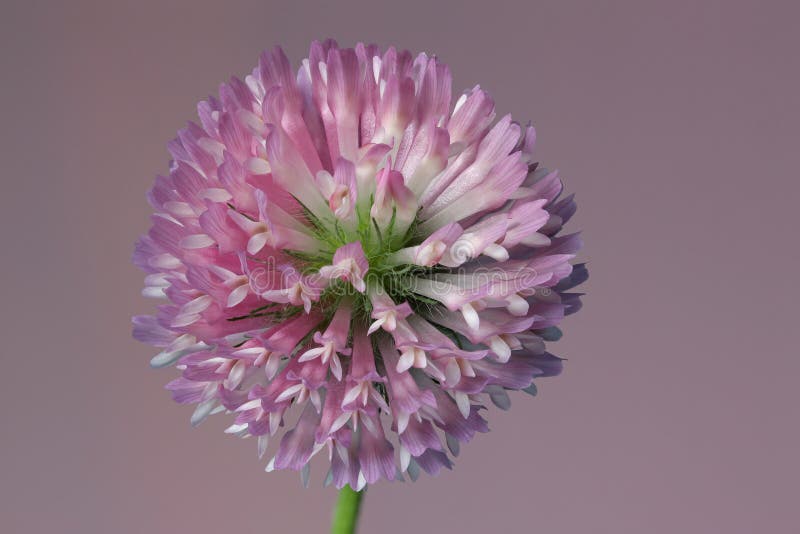 Rode Klaver, Klaver Pratense Stock Foto - Image of helder, groen: 60620446