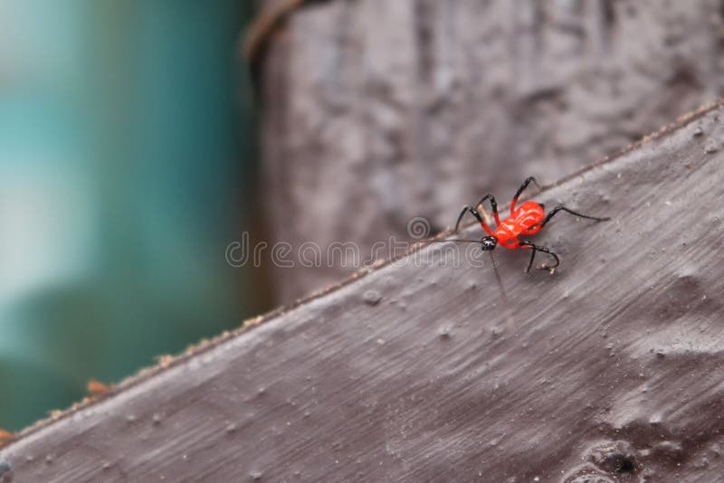 Rode Kleine Insecten Op De Vloer Stock Afbeelding - Image of klein ...