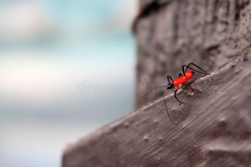 Rode Kleine Insecten Op De Vloer Stock Afbeelding - Afbeelding ...