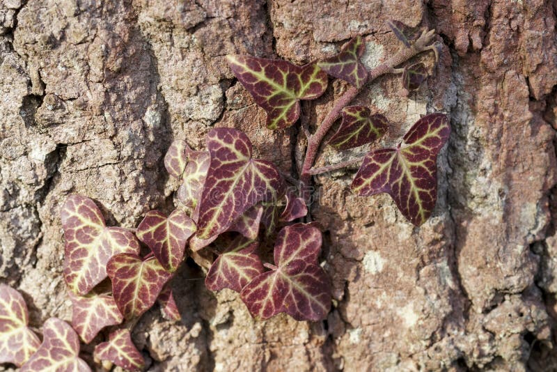 Rode Klimop Op Een Bruine Boomboomstam Stock Afbeelding - Image of boom ...