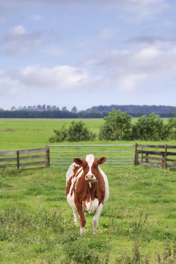 De Rode Koe Van Holstein In Het Nederlandse Landschap Stock Foto ...