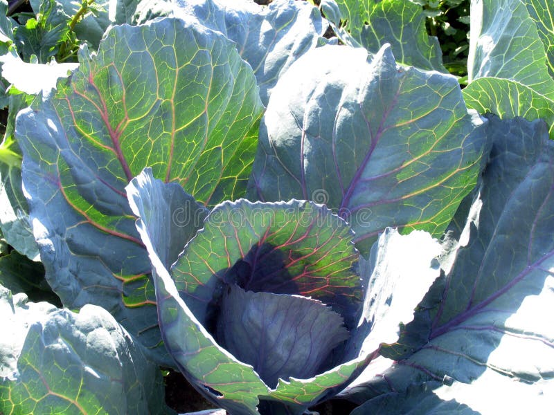 Rode kool stock foto. Image of voedsel, schotel, salade - 21044756