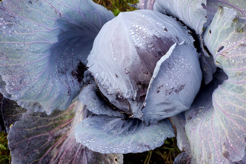 Rode kool in de tuin stock foto. Image of opbrengst, voeding - 26968786