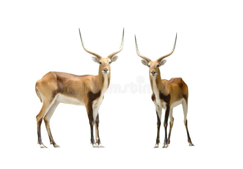 Lechwe stock foto. Image of gras, antilope, jong, zuidelijk - 31352746