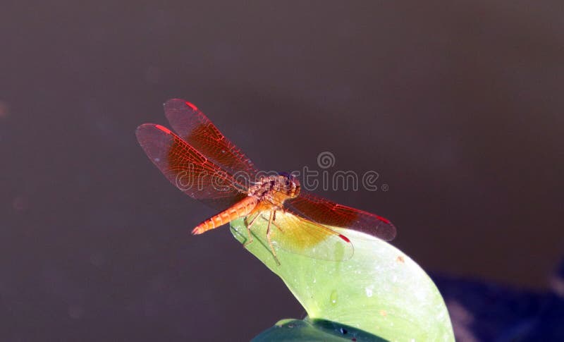 Libellen die pauze nemen stock afbeelding. Image of onderbreking ...