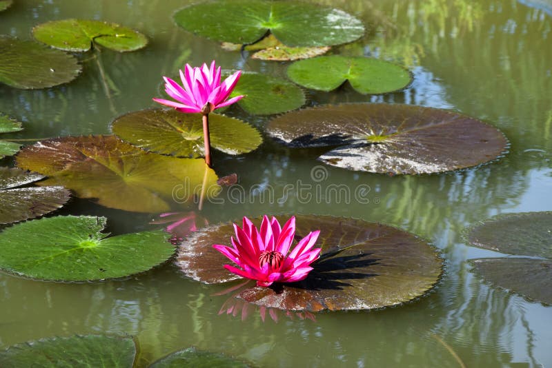 Rode Lotusbloem, Rode Waterlelie in Thailand Stock Foto - Image of ...