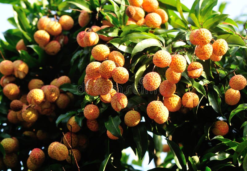 Rode Lycheevruchten Bij Boom Stock Afbeelding - Image of lychee, takken ...