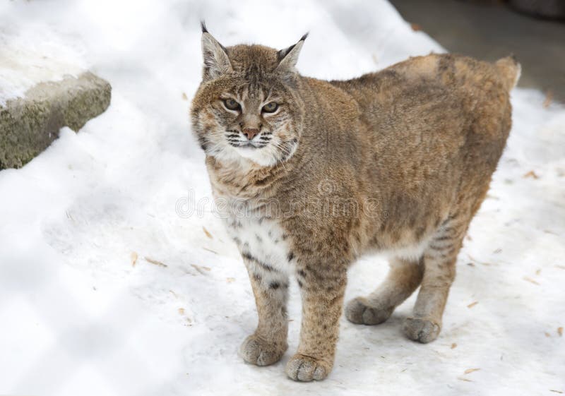 Rode lynx of Bobcat stock afbeelding. Image of leeswijzers - 50602713