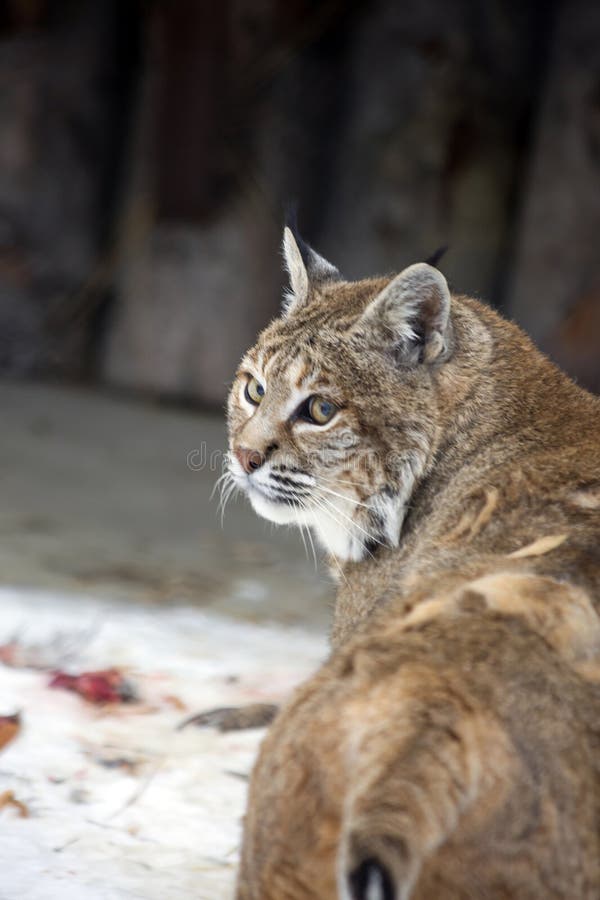 Rode lynx of Bobcat stock afbeelding. Image of leeswijzers - 50602713