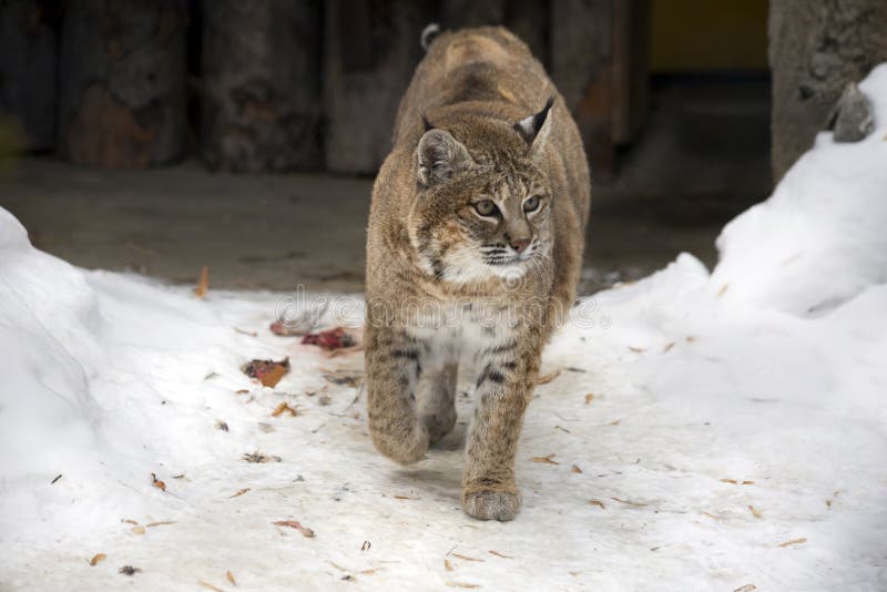Rode lynx of Bobcat stock afbeelding. Image of rood, winter - 50604757