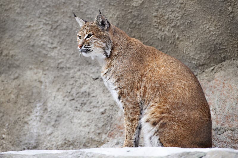 Rode Lynx op een rots stock foto. Image of behoud, lynx - 16159164