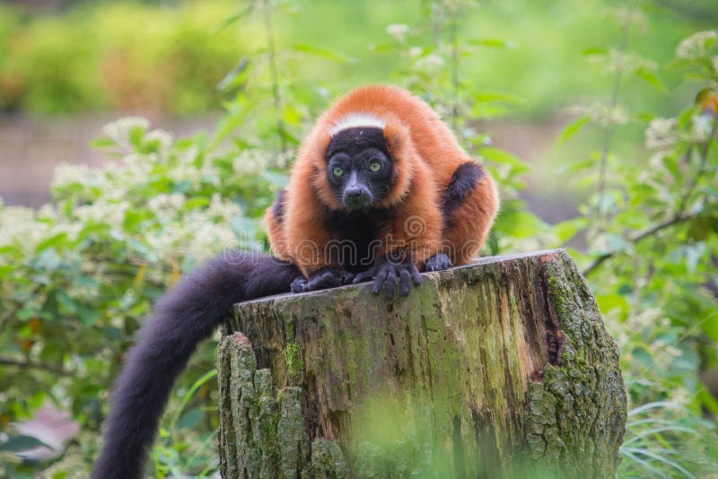 Spinapen. stock afbeelding. Image of mening, zwart, apen - 35774361