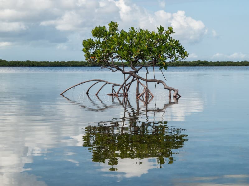 Rode Mangrove in Ondiepe Baai Stock Afbeelding - Image of sleutel ...