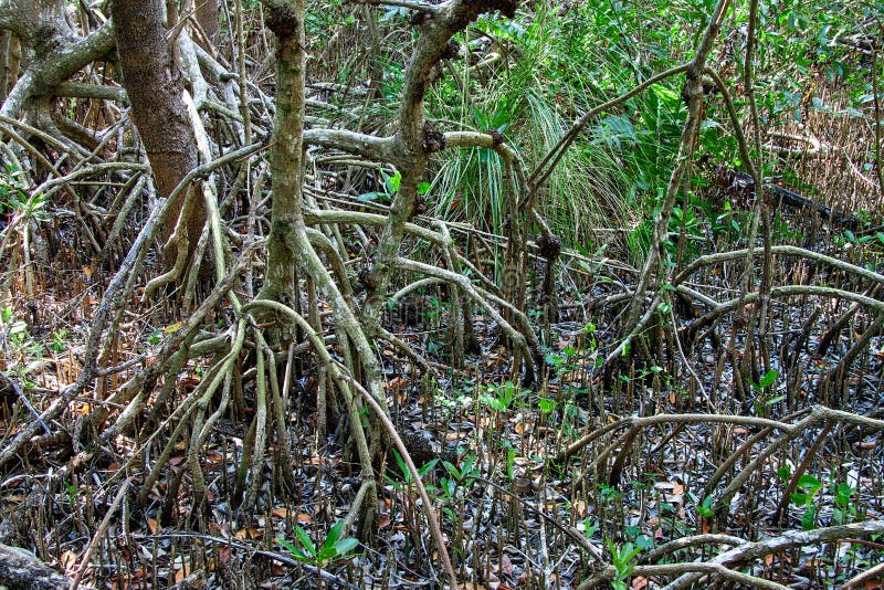 Rode Mangrove in Everglades Stock Afbeelding - Image of wortels, blauw ...
