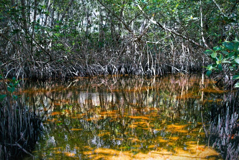 Rode Mangrove in Everglades Stock Afbeelding - Image of wortels, blauw ...