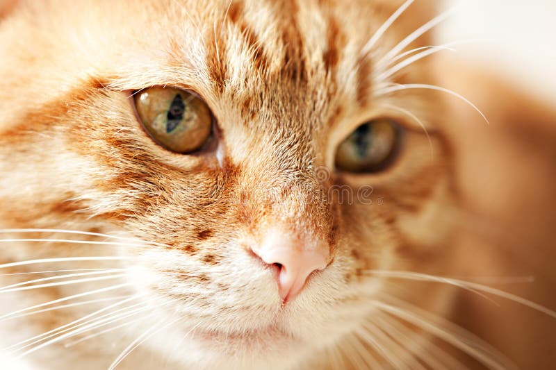 Rode Kat Die Op Een Witte Achtergrond is Ontsproten Stock Afbeelding ...