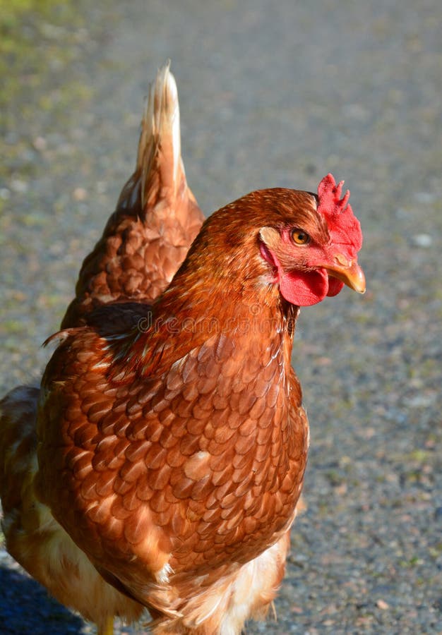 Rode Marans-Kip stock foto. Image of rood, waaier, veren - 51962390