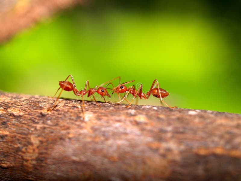 Rode Die Mier Op Wit Wordt Geïsoleerd Stock Afbeelding - Image of dier ...