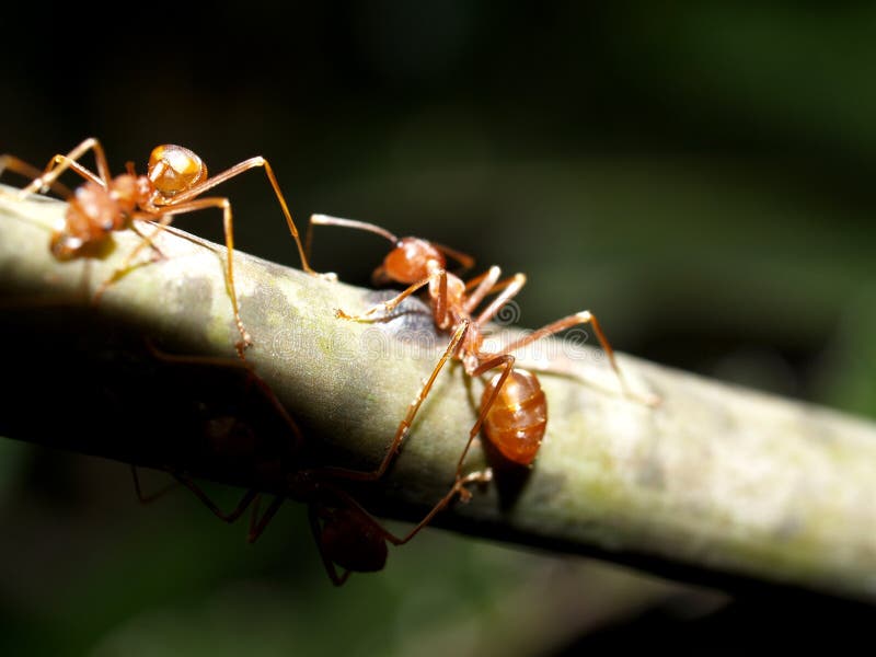 De mieren eten vlieg stock foto. Image of hunting, groen - 30780010