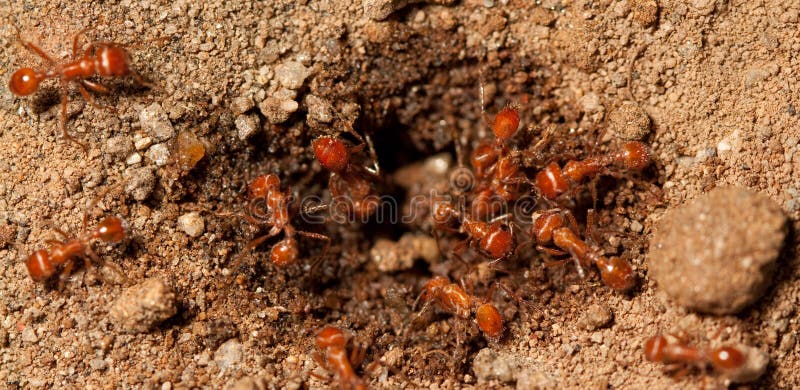 Rode mier stock afbeelding. Image of klein, vennootschap - 13206809