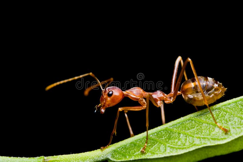 Grote oranje mier stock afbeelding. Image of dier, lichaam - 39253569