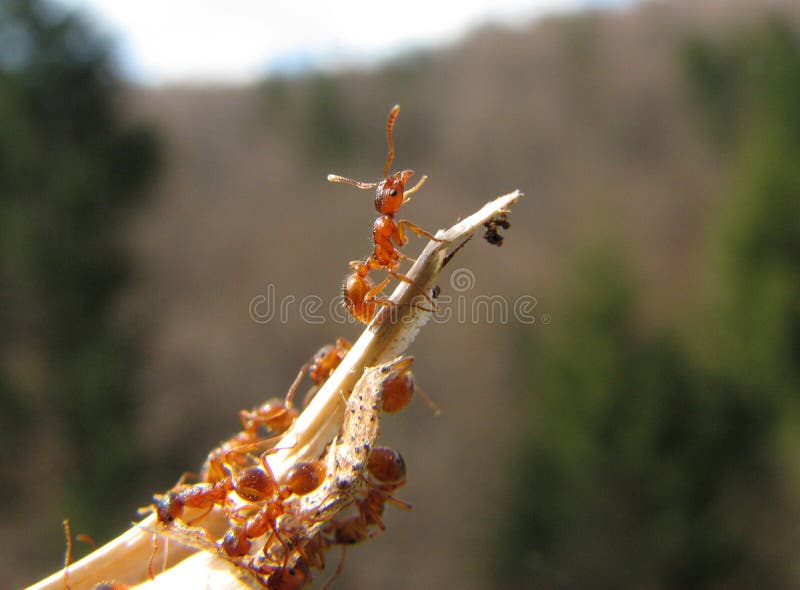 Rode mier stock foto. Image of rood, wild, insect, milieu - 33210652