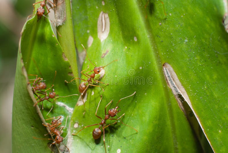 Rode Mier stock foto. Image of mier, strijd, alarm, mieren - 39936796
